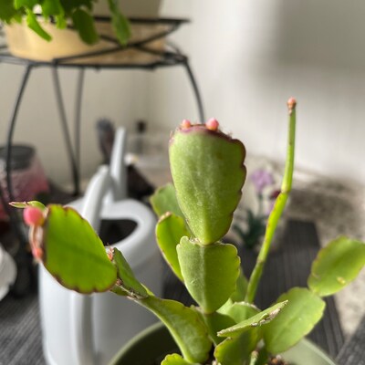 Aloe Divaricata Diablo mr. Toothy Aloe Brilliant Red Teeth - Etsy