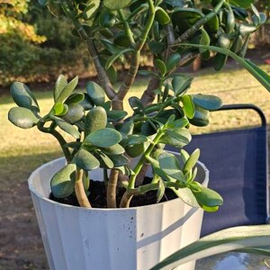 Vintage My Size Barbie,bride Barbie Doll,large Bride Barbie,collectible ...