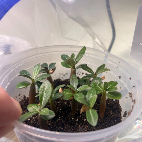 10 X Adenium Obesum Seed (desert Rose), Mixed Colors, Caudex Plant. - Etsy