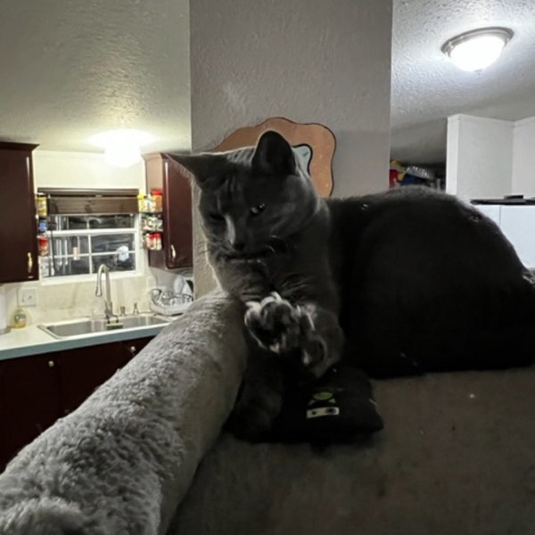 Pittsburgh Cat Toy Cell Phone - Etsy