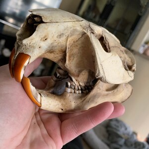 10 Deer Distal Phalanx Bones Phalanges Knuckle Bones - Etsy