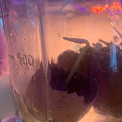 35 Organic Loofah Seeds Luffa Edible Squash Sponge Harvest Non-gmo ...