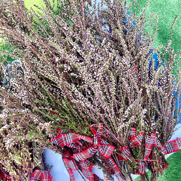 Dried-preserved Chamomile Daisy Flower Bundle | 20-inch Long Stem ...