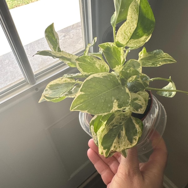 Sanna Tradescantia – Variegated Trailing Houseplant With Green & White ...