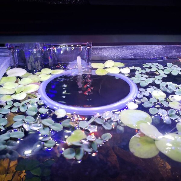 50+ Leaf Velvet Water Spangles (+FREE BONUS PLANT) Salvinia Cucullata ...