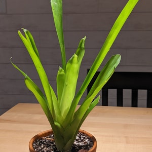 Neoregelia Sheba Bromeliad Offset for Shade or SUN | Etsy