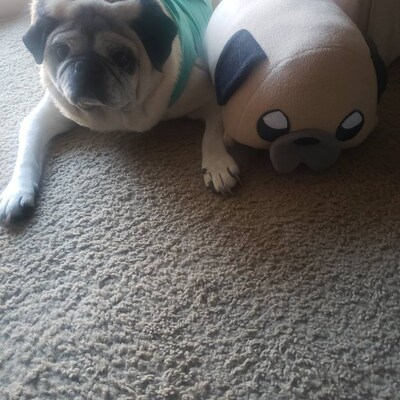 Black Pug Plushie Soft Cuddly Puppy Plush Ready to Ship Gifts for Pug ...