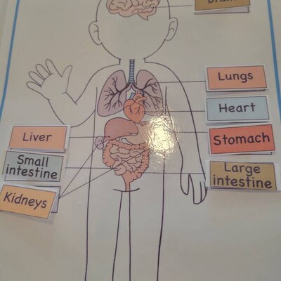 Human Anatomy Busy Book Printable Preschool Worksheets Homeschool ...