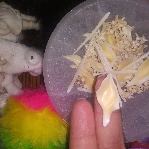 20 White (ivory Color) Alligator Gar Scales - Bony Crystalline Mineral ...