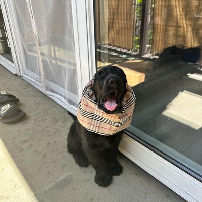 Waterproof Thick Dog Snood , Swimming Cap for Dog , Dog Hat for Snow - Etsy