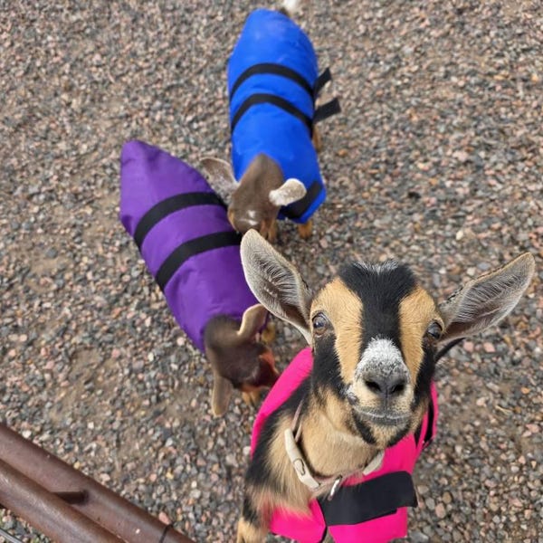 Insulated Goat Coat 24" Topline - Perfect for Pygmies - Etsy