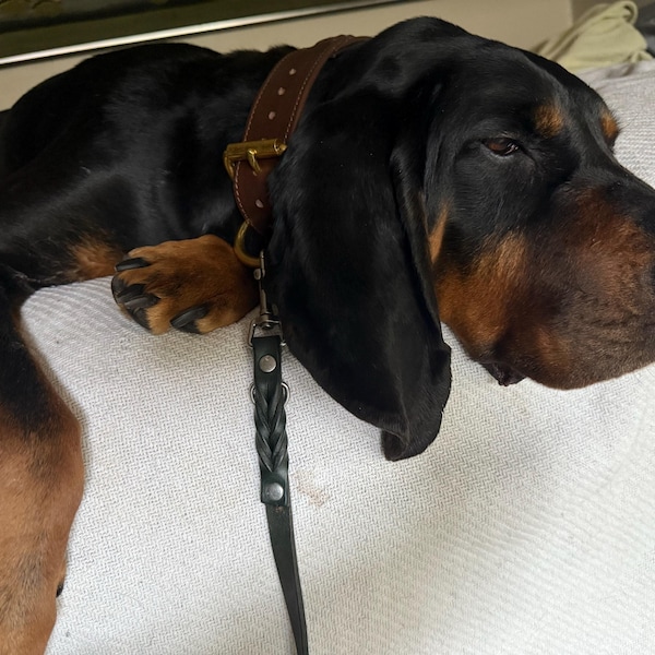 Leather Dog Harness With Handle - Etsy