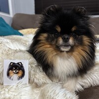 Playful Sable Pom Poster - Etsy