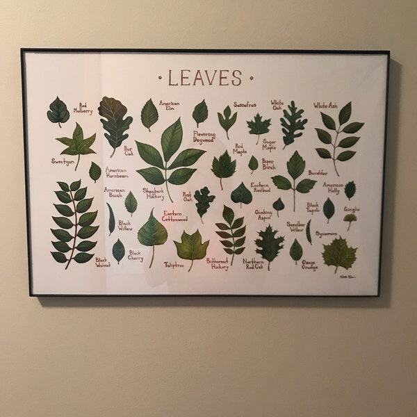 Leaves of North America Field Guide Art Print / Watercolor Tree ...