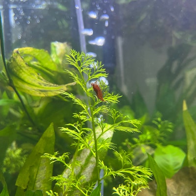 BUY 2 GET 1 FREE Water Sprite water Fern, Indian Ferneasy Live Aquarium ...