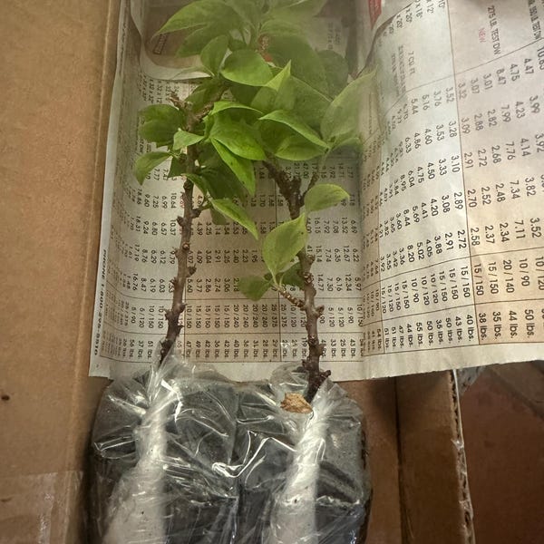 Athens Blue Princess Glory Bush Planttibouchina Urvilleanasmall Starter ...