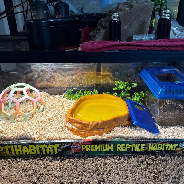 Rainbow Glow-in-dark Snake Climber: Enrichment-decor Arachnid, Snakes ...
