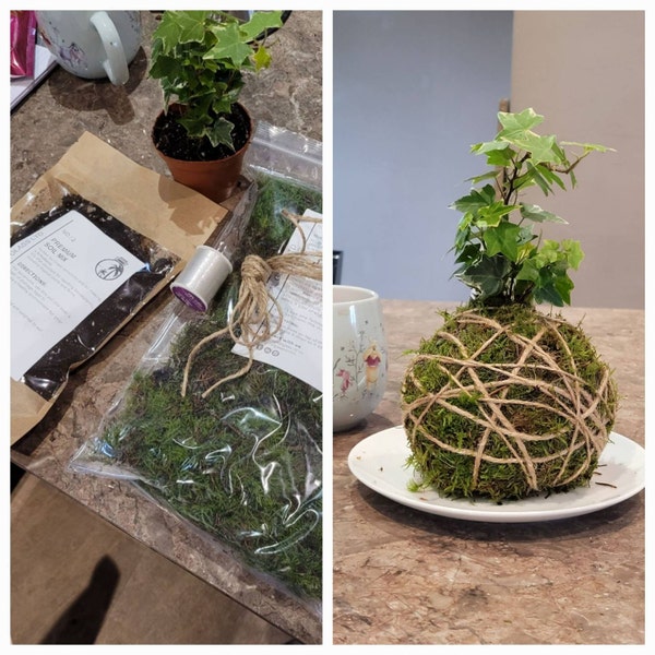 DIY Kokedama Kit | Kokedama Moss Ball | Baby Plant | Calathea, Ivy ...