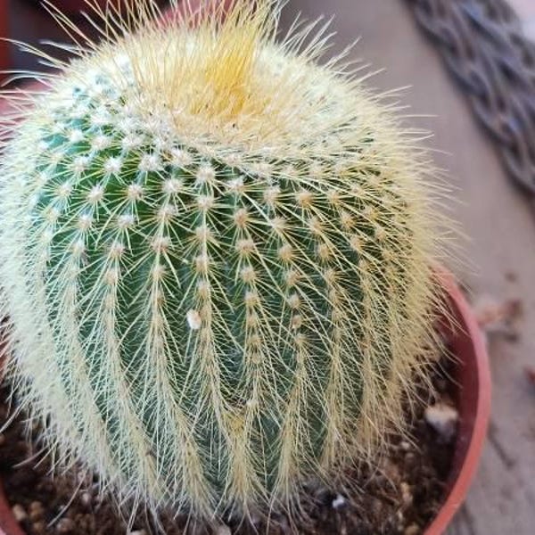 4” Cactus Bundle (9 Pack) – Live Cactus Plants | Assorted Indoor Cacti ...