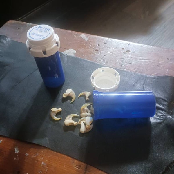 Deathtaxusa • #3634 - Real Animal Freeze Dried Stillborn Neonate ...