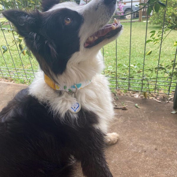 Dog Collar Dinosaur Dog Collar Animal Dog Collar Dino Dog Collar Nature ...