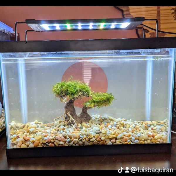 Small Aquarium Driftwood Bonsai Tree rooting Decoration for Terrarium ...