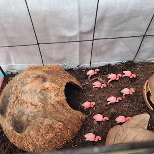 Roly Poly Guacamole Unisex Jersey Short Sleeve Tee Isopod - Etsy