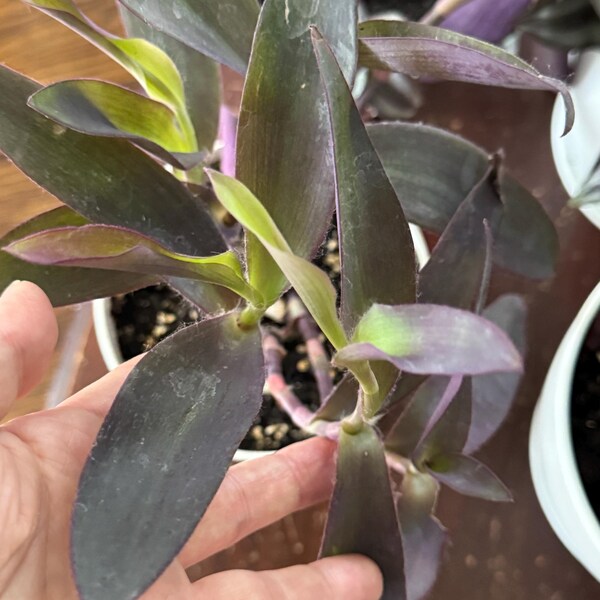 Aztec Sweet Herb Live Plant (phyla Dulcis/lippia Dulcis/yerba Dulce ...