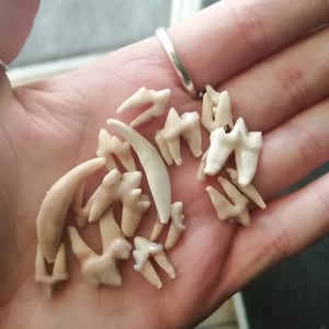 15 Red Fox Teeth for Craft Work - Etsy