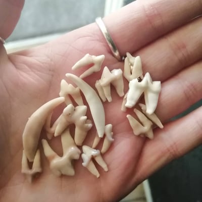 15 Red Fox Teeth for Craft Work - Etsy