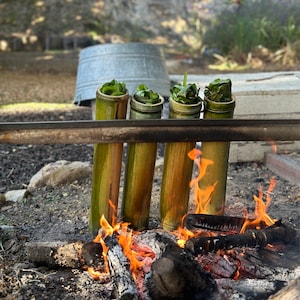 2 Fresh Cut Bamboo Choose From 1 to 8 Feet Long - Etsy