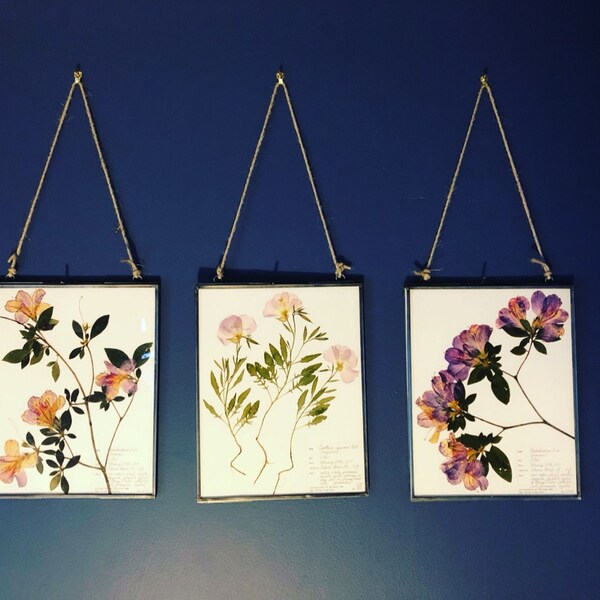 Azalea Print; Pressed Plant Art Modern Decor Botanical Print Pressed ...