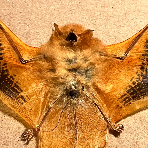 Spider Scorpion Collection All A-1 Different Species Full Data 8X12 ...