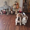 Handmade Stuffed Animal Memorial Custom Stuffed Animal Custom Pet Plush ...