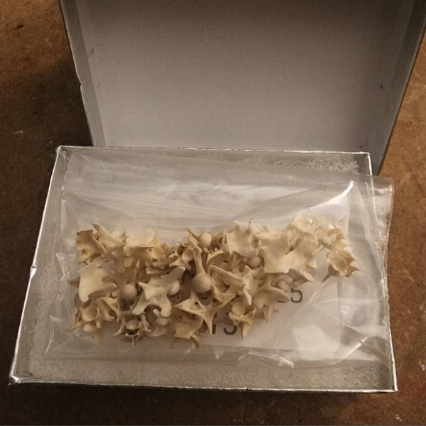 Silver Single Snake Vertebrae Bone Necklace, Real Bone Necklace ...