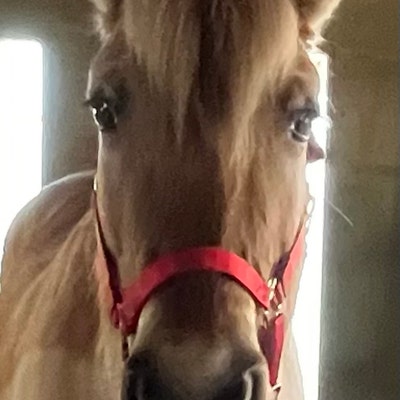 Crinet Crest of Neck Foam Armor for Horses or Ponies Criniere Medieval ...