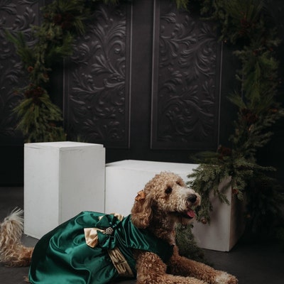 Dog Cleopatra Halloween Costume, Cleopatra Dog Costume, Puppy Cleopatra ...