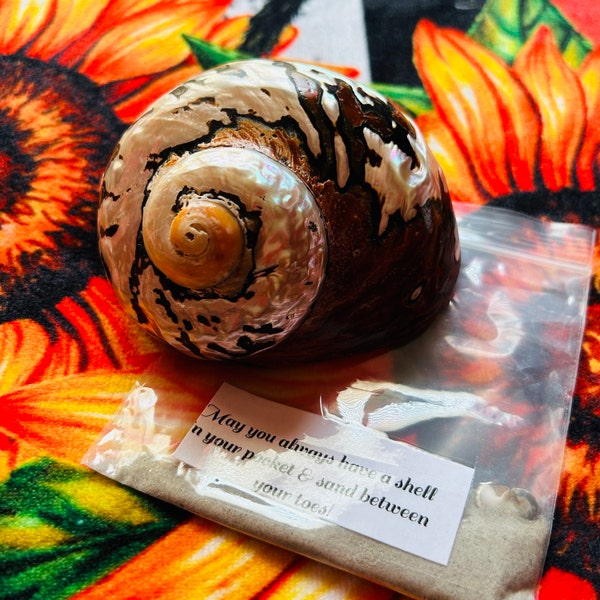 African Turbo- 4 Sizes - Etsy