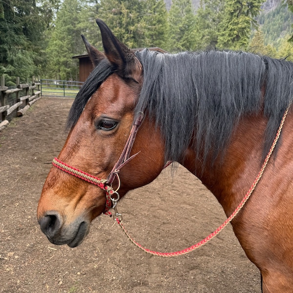 Indian Bosal Hackamore Bitless Multiple Sizes - Etsy
