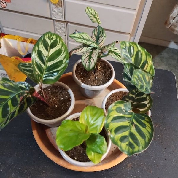 Calathea Assorted Starter Pack | Calathea Starter Plants | Rooted ...