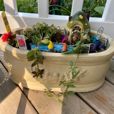 2 Pack Pixie Cup Live Lichen Moss for Terrariums Fairy Gardens - Etsy