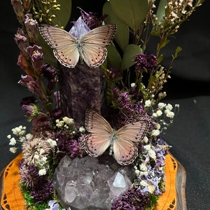 Rare Neon Blue Morpho Butterfly Morpho Absoloni Mounted and - Etsy