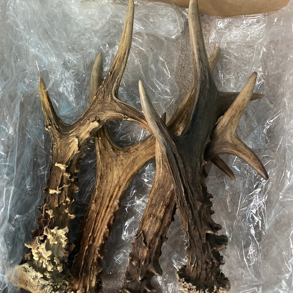 Premium Roe Deer Antlers | SINGLE Premium Quality Antler | Natural ...