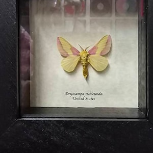 Real Rare Kaiser-i-hind Swallowtail Butterfly Framed Taxidermy ...