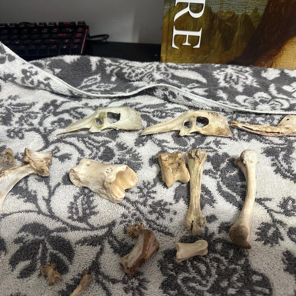 Small Bone Mystery Box - Etsy