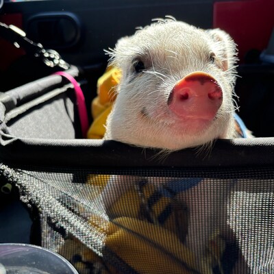 Adjustable Mini Pig Harness Lilac TD - Etsy