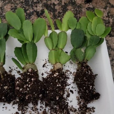 2 two FALL MUMS Starter Plants ... Your Choice of Colors or Mix and ...