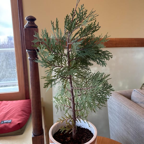 Incense Cedar Live Tree Seedling - Western Native Evergreen Great for ...