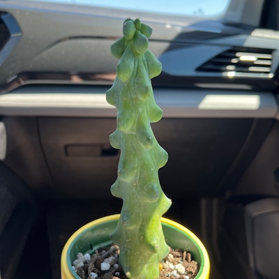 Extra Large Propagation Station With 2 Hooks Hang or Stand - Etsy