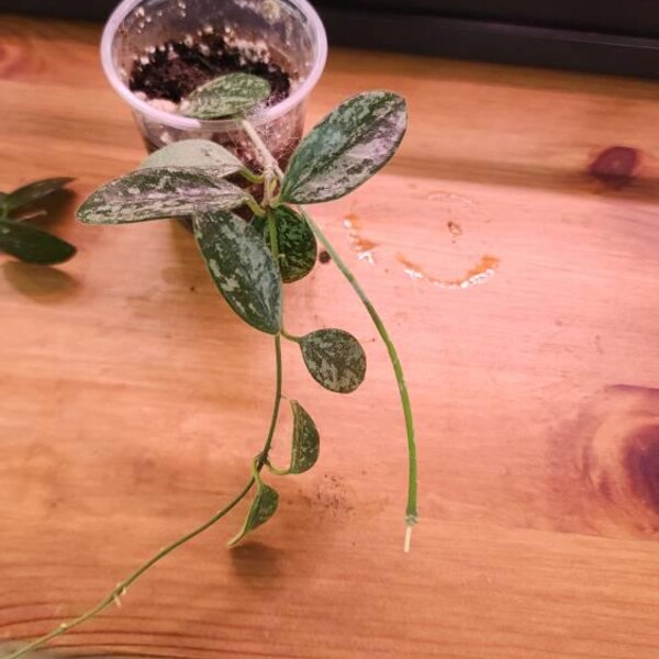 Hoya Mappigera Yellow Corona, Beautiful Leaves and Flower, Unique ...